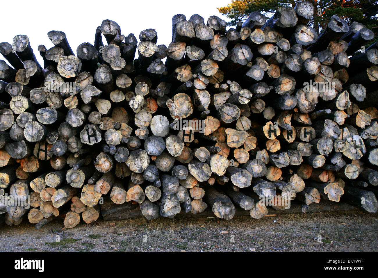 Background pattern of cut tree trunks Stock Photo - Alamy