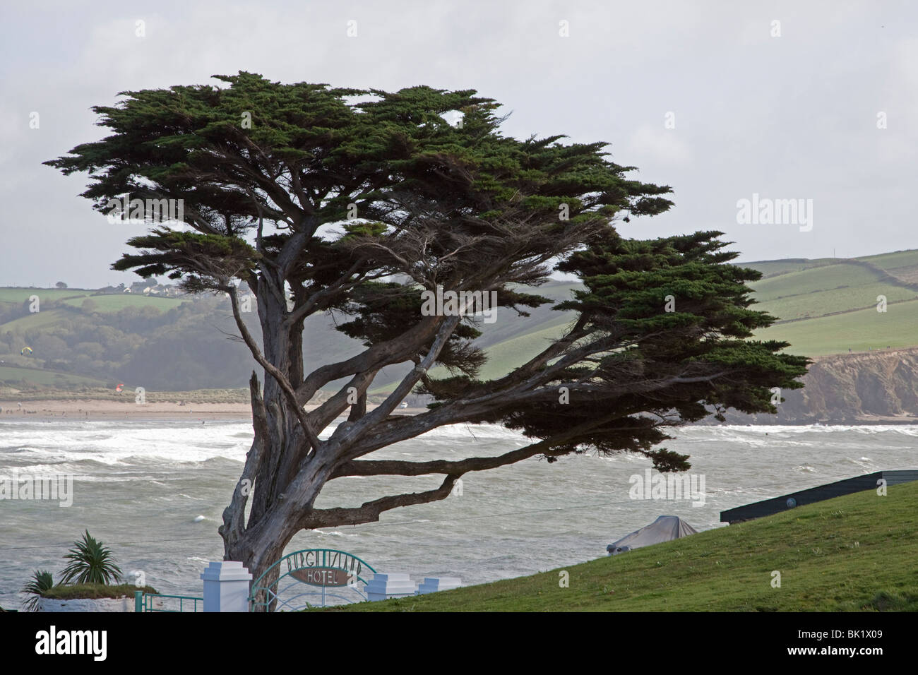 Windswept tree showing the sea in the background Stock Photo - Alamy