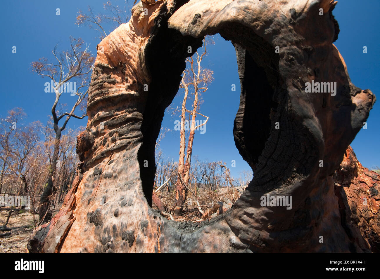 Bush destruction hi-res stock photography and images - Alamy