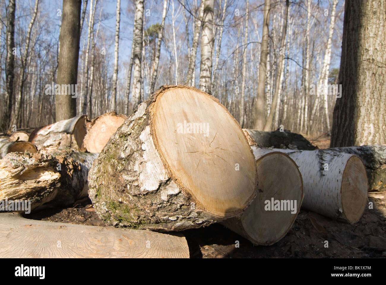 Logs of the cut tree Stock Photo - Alamy