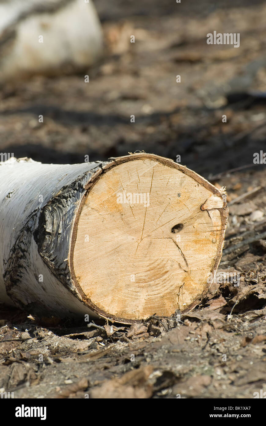 Log of the cut birch tree Stock Photo - Alamy