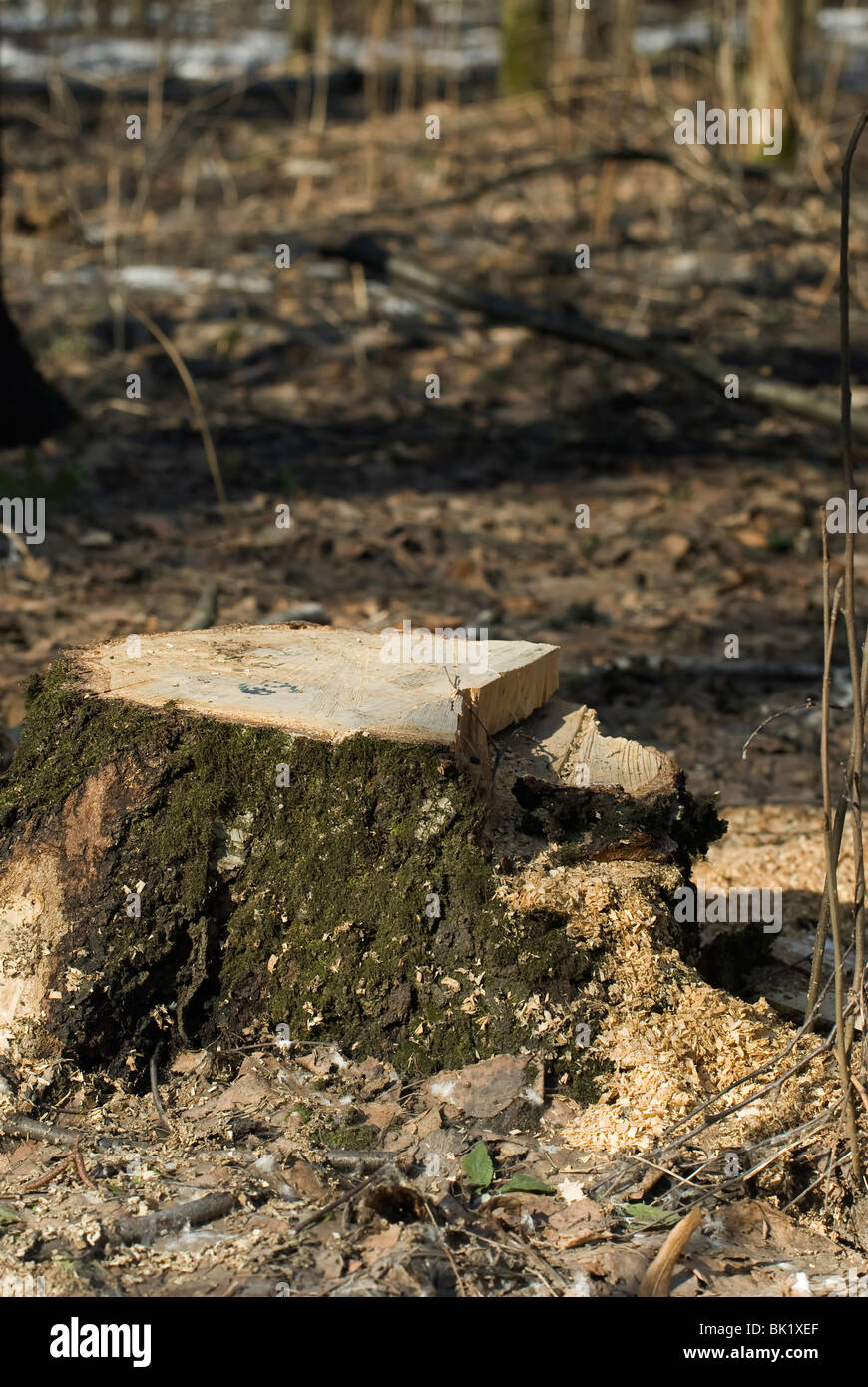 Stub of the cut tree Stock Photo - Alamy