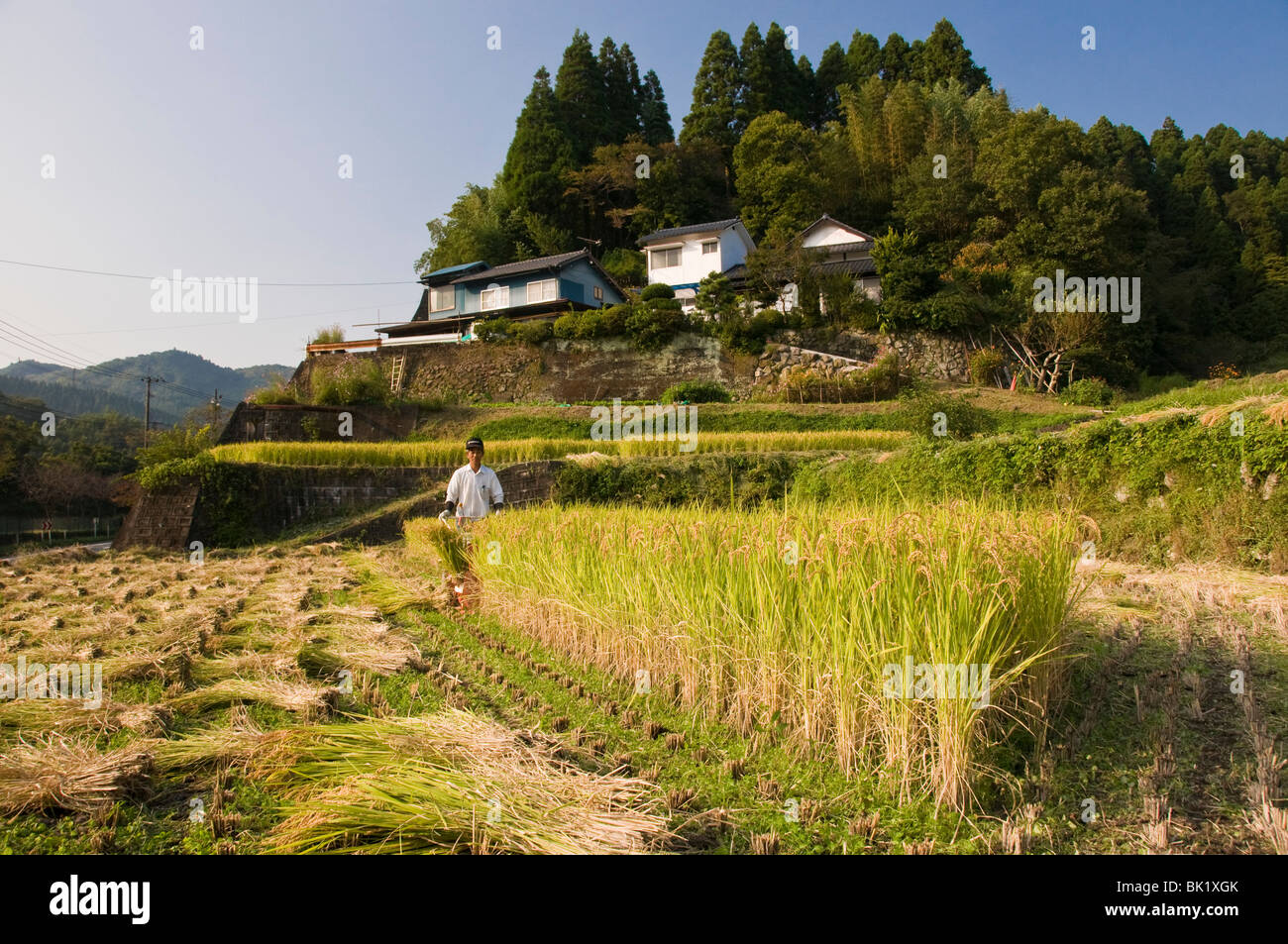 Man harvesting rice by machine in small terraced rice fields near Oita ...