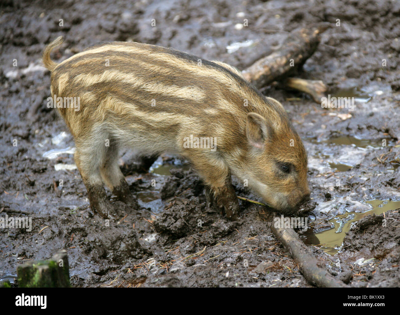 European Wild Boar Piglets, Sus scrofa scrofa, Suidae, Playing in the ...