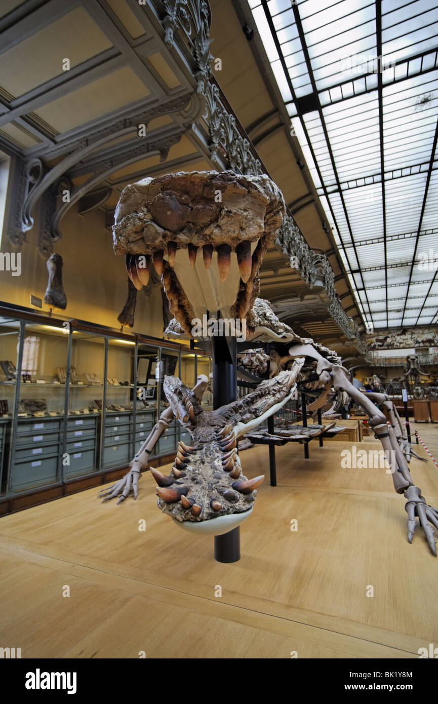 Sarcosuchus hi-res stock photography and images - Alamy