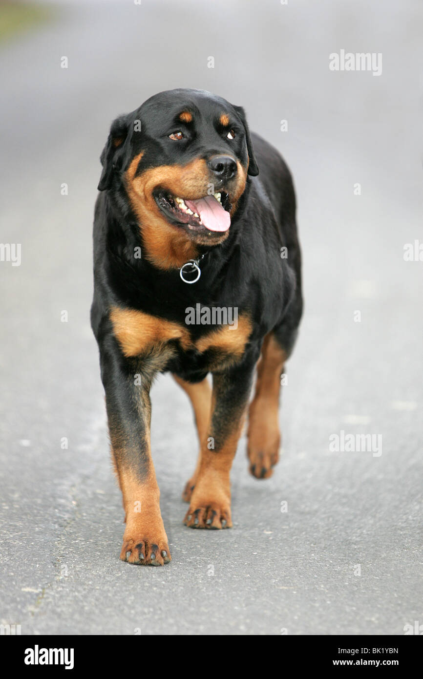 Female Rottweiler dog Stock Photo - Alamy