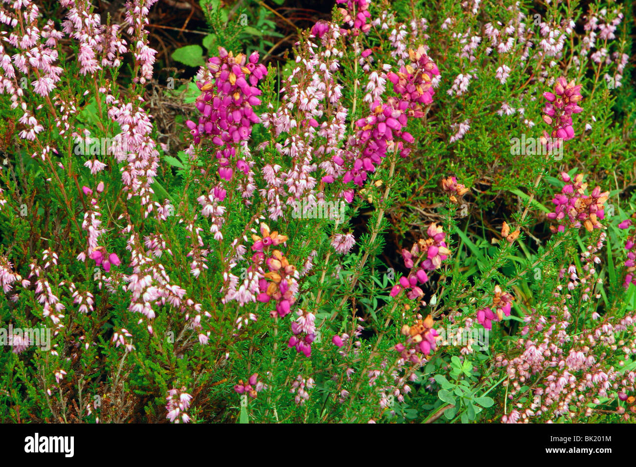 Heather thompson hi-res stock photography and images - Alamy