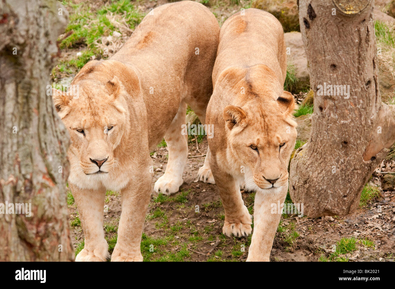 Two lionesses UK park Stock Photo - Alamy