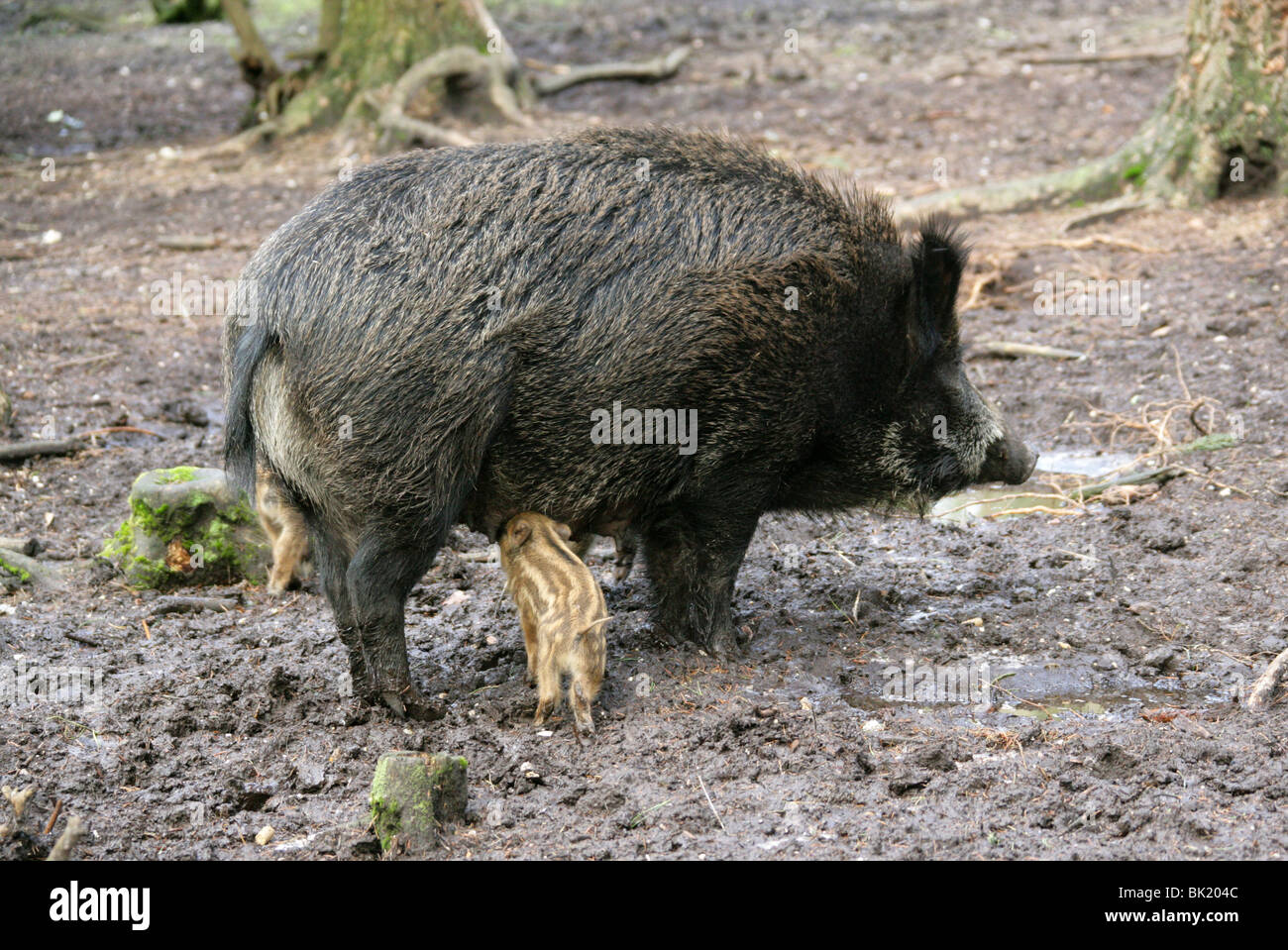 Adult young wild boars sus hi-res stock photography and images - Alamy