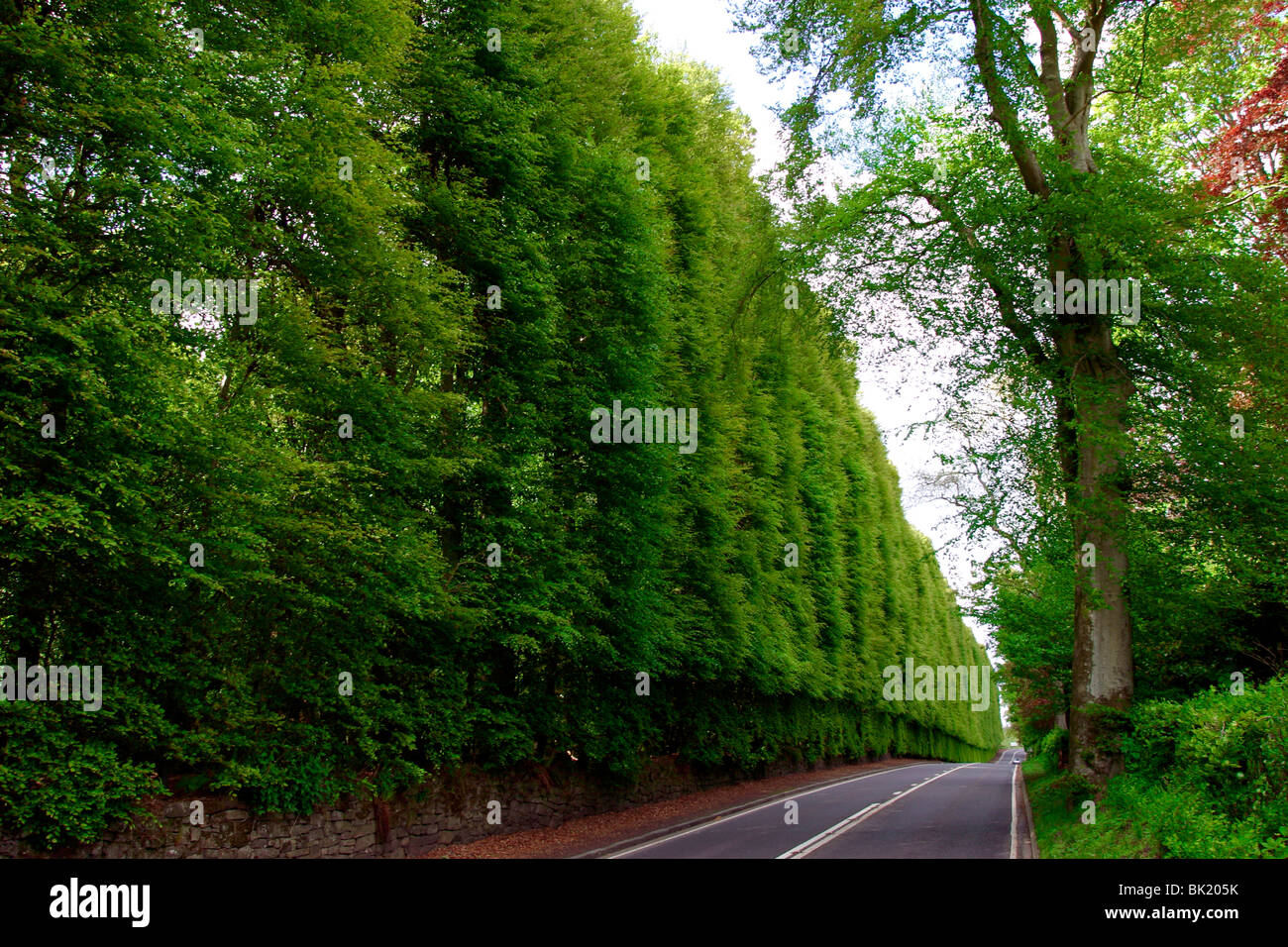 Meikleour hedge hi-res stock photography and images - Alamy
