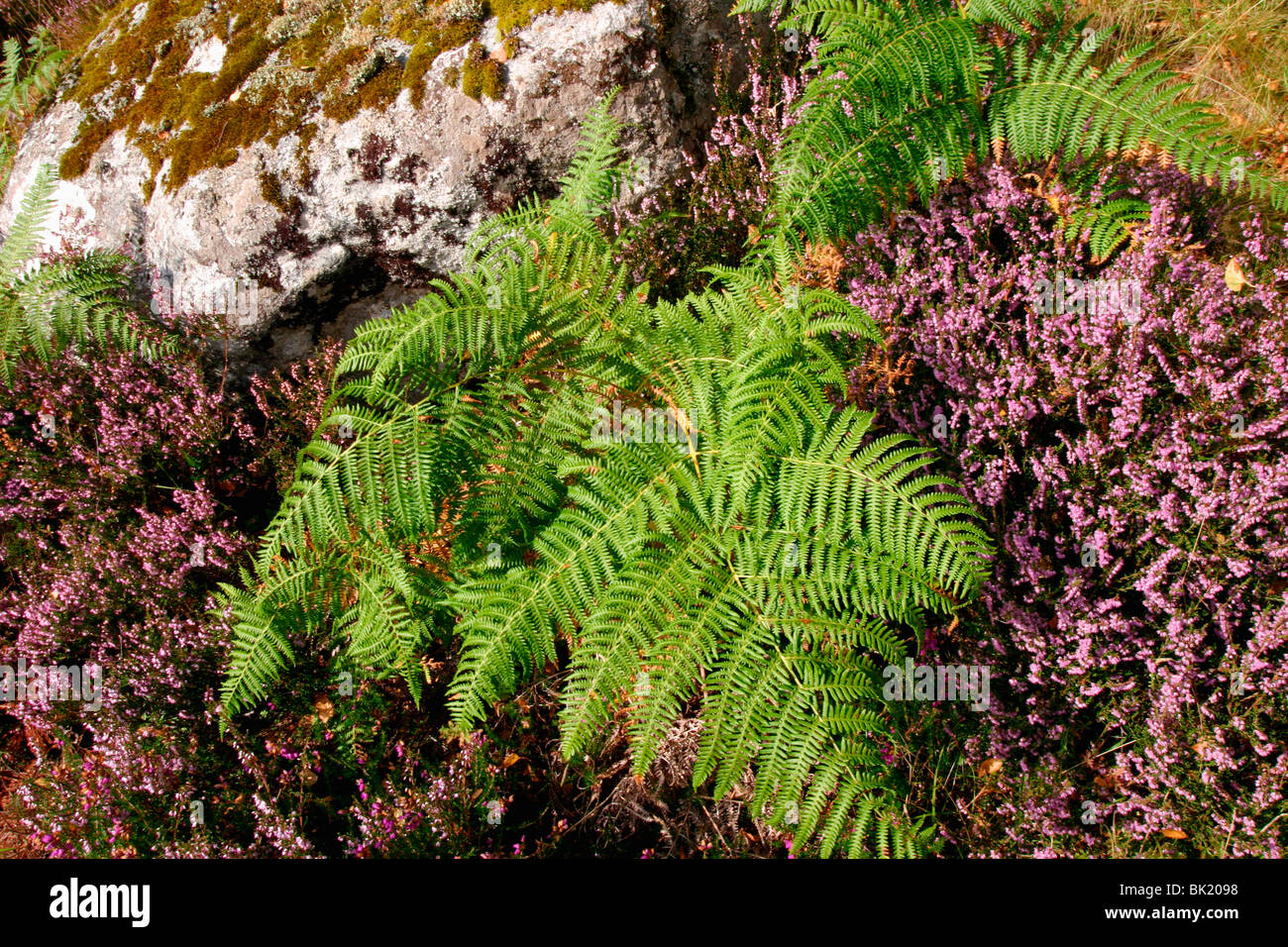 Roadside heather and fern, Scotland Stock Photo - Alamy