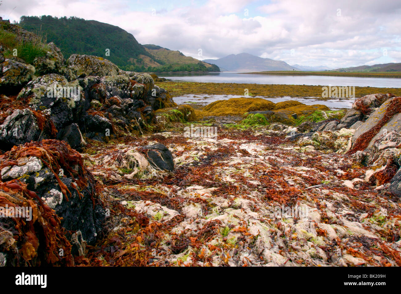 Seaweed near Eilean Donan Castle, Highland, Scotland Stock Photo - Alamy