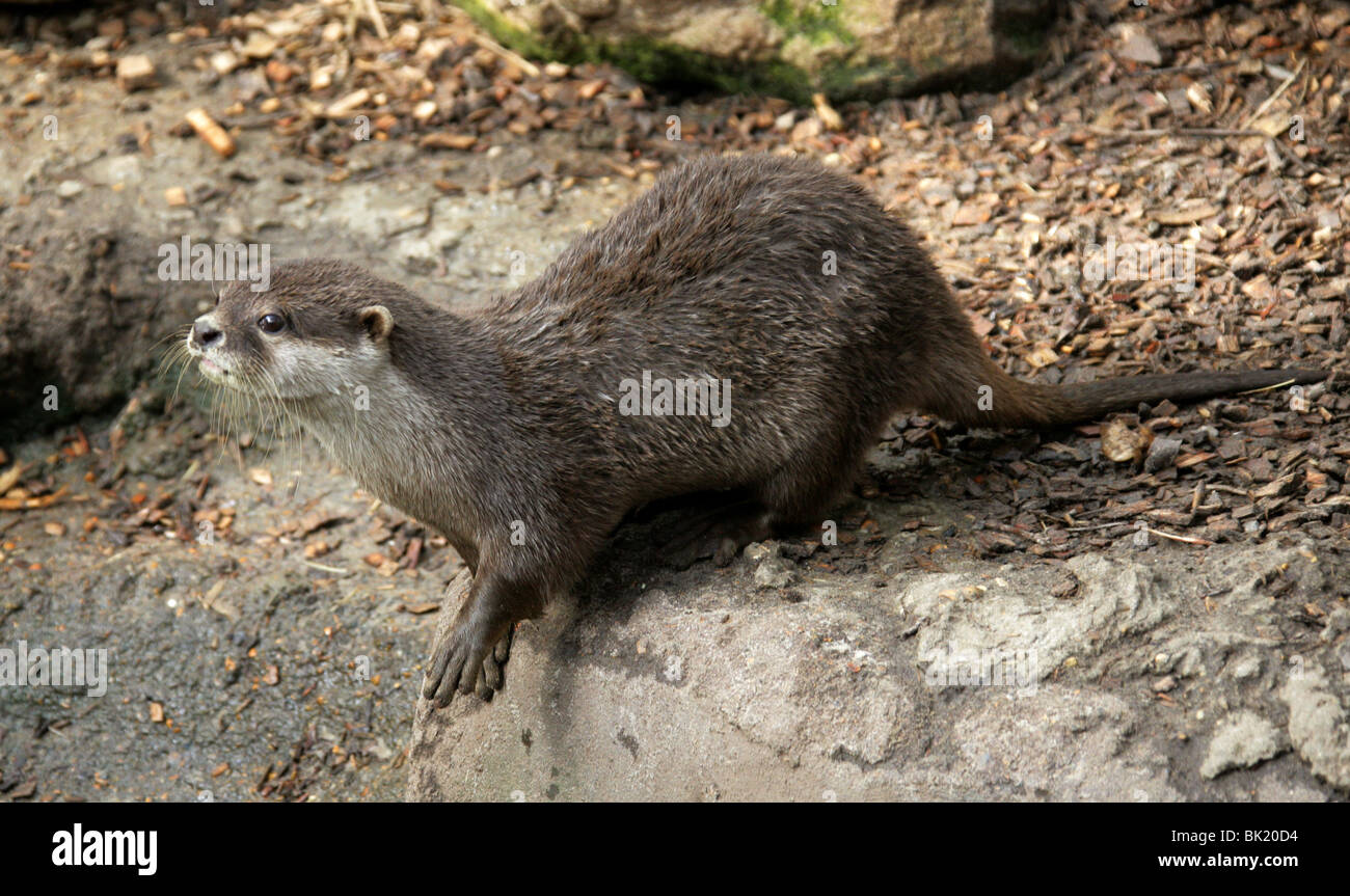 Oriental Small-clawed Otter, Aonyx cinerea, Mustelidae. Also Known as ...