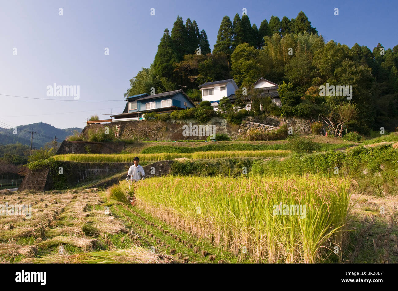Man harvesting rice by machine in small terraced rice fields near Oita ...