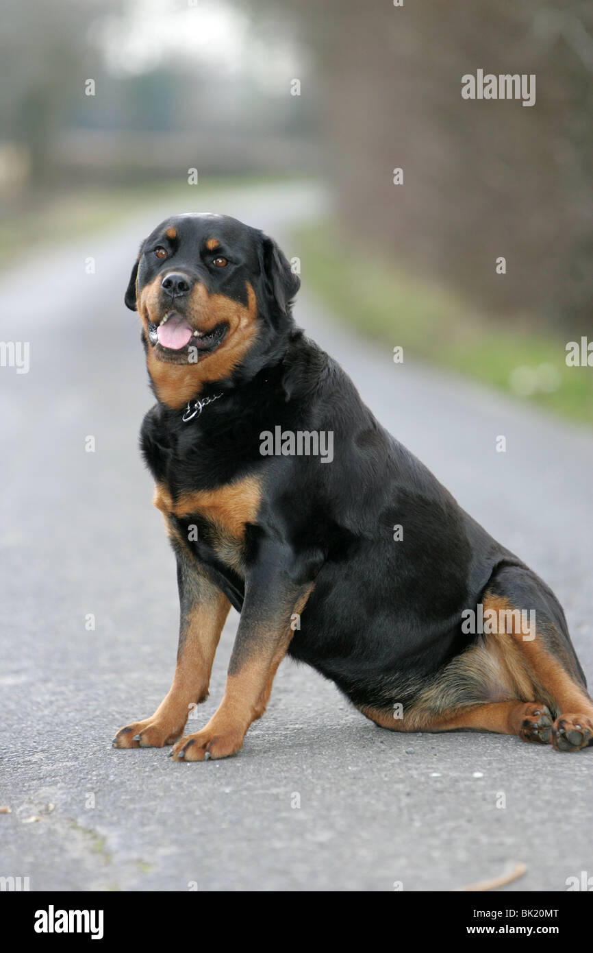 Female Rottweiler dog Stock Photo - Alamy