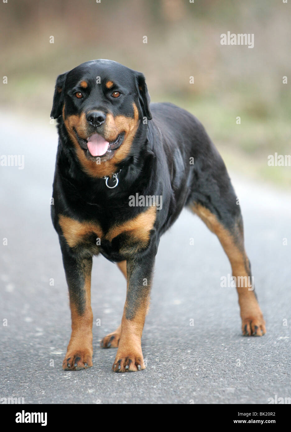 Female Rottweiler dog Stock Photo - Alamy
