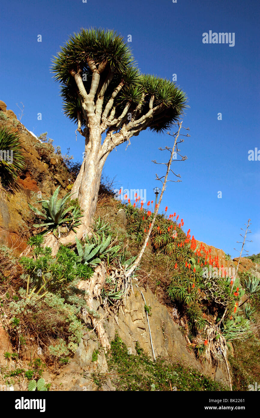 Dragon Tree, Anaga Mountains, Tenerife, 2007 Stock Photo - Alamy