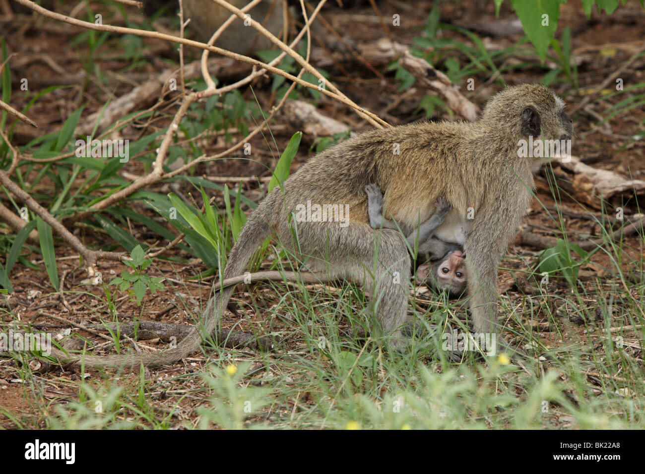 Monkey carries baby hi-res stock photography and images - Alamy
