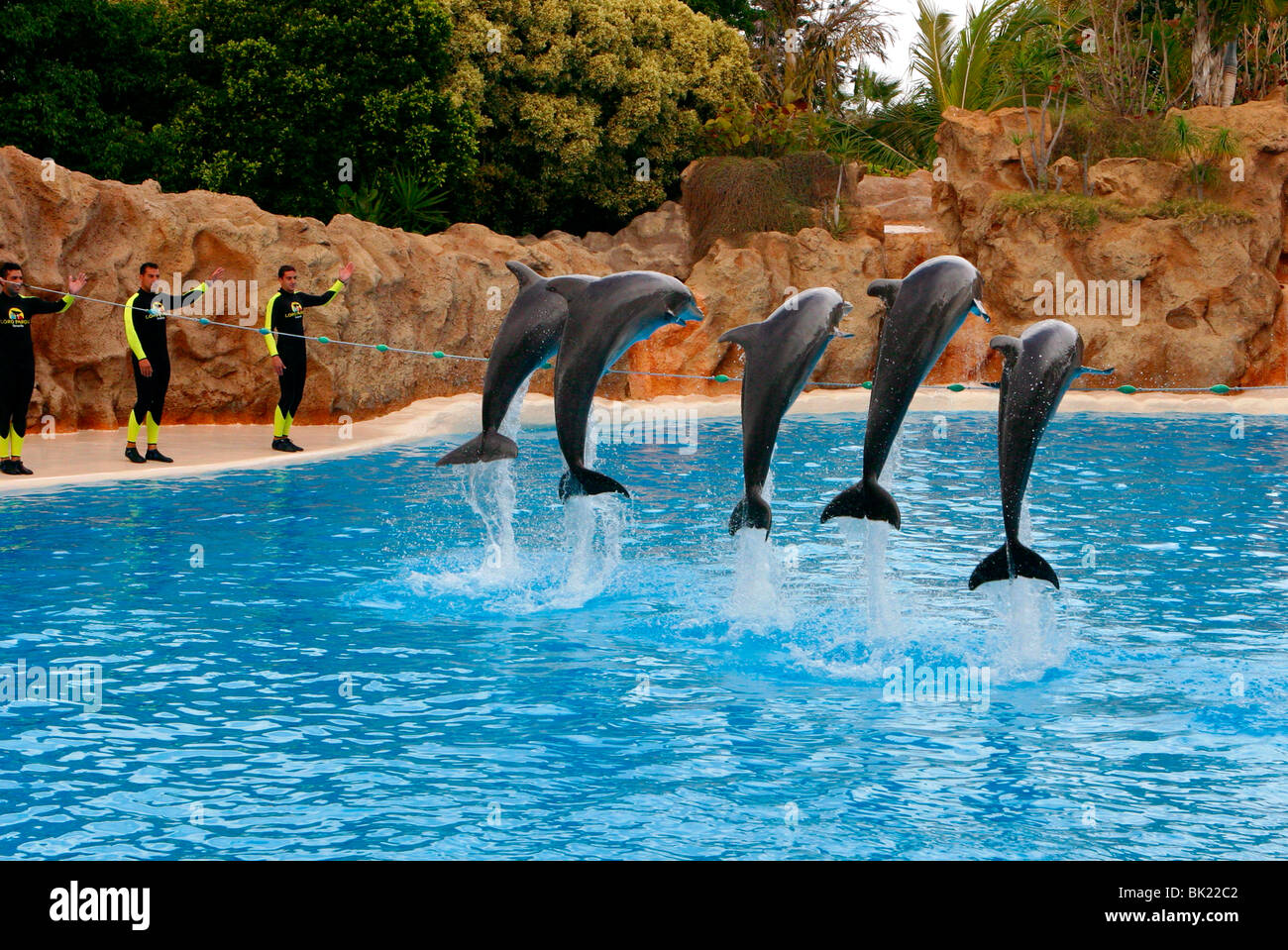Dolphin show, Loro Parque, Tenerife, Canary Islands, 2007 Stock Photo ...