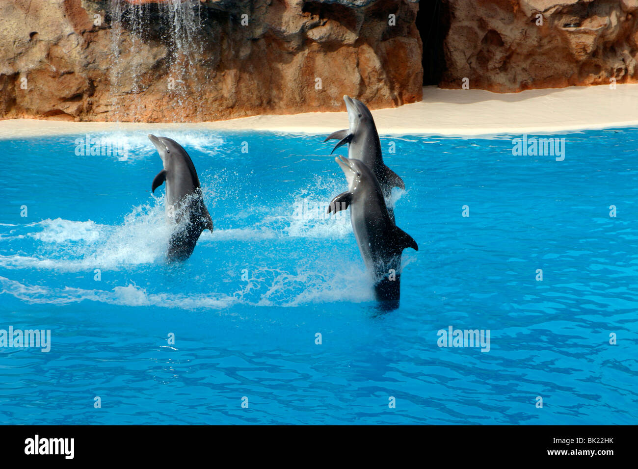 Dolphin show, Loro Parque, Tenerife, Canary Islands, 2007 Stock Photo ...