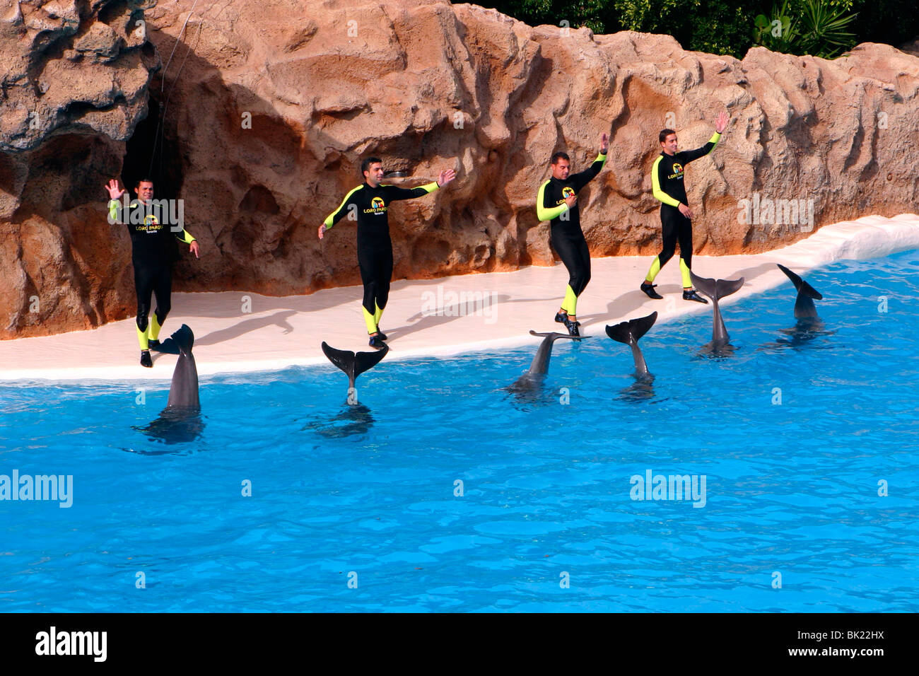Dolphin show, Loro Parque, Tenerife, Canary Islands, 2007 Stock Photo ...