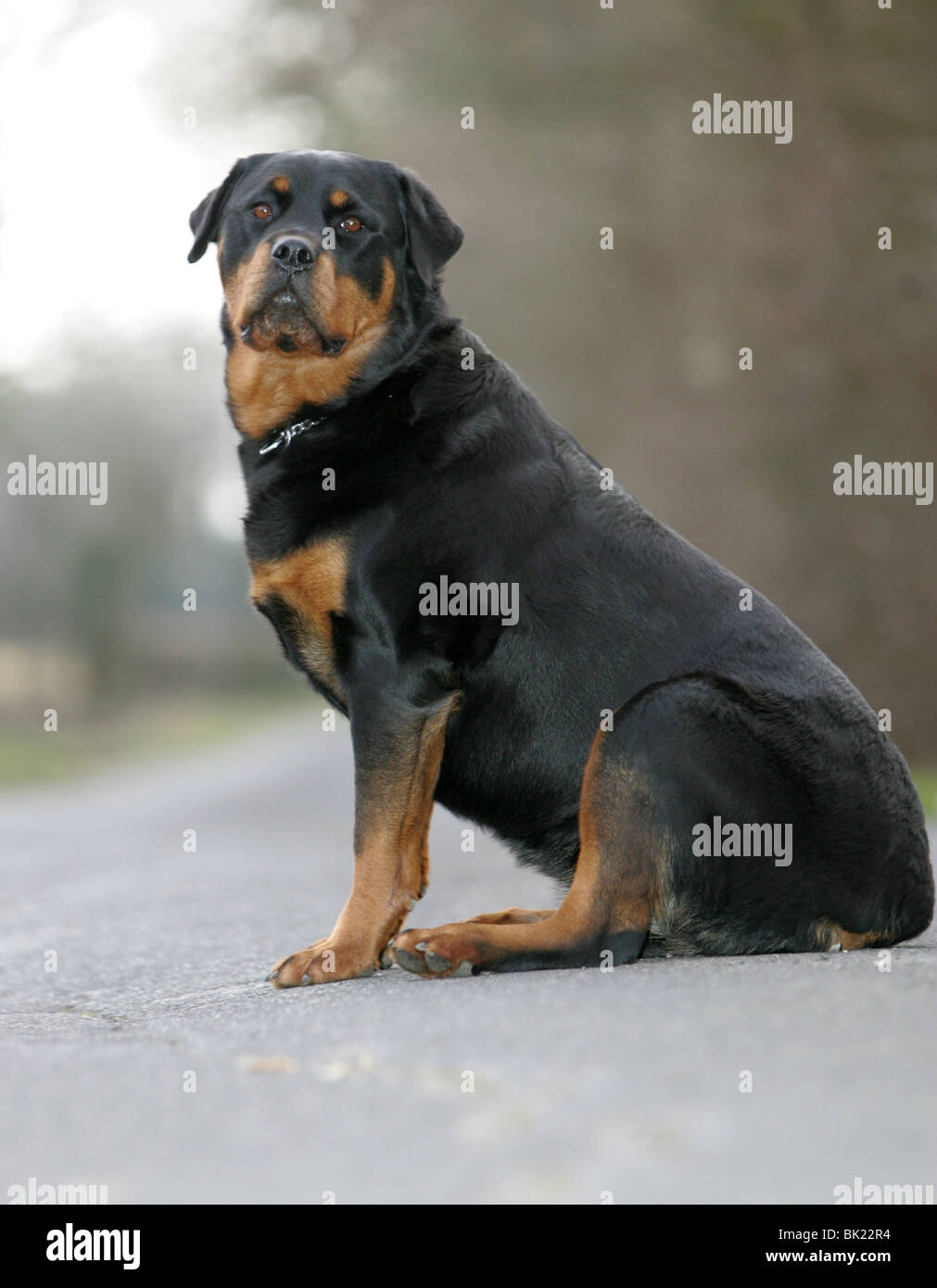 Female Rottweiler dog Stock Photo - Alamy