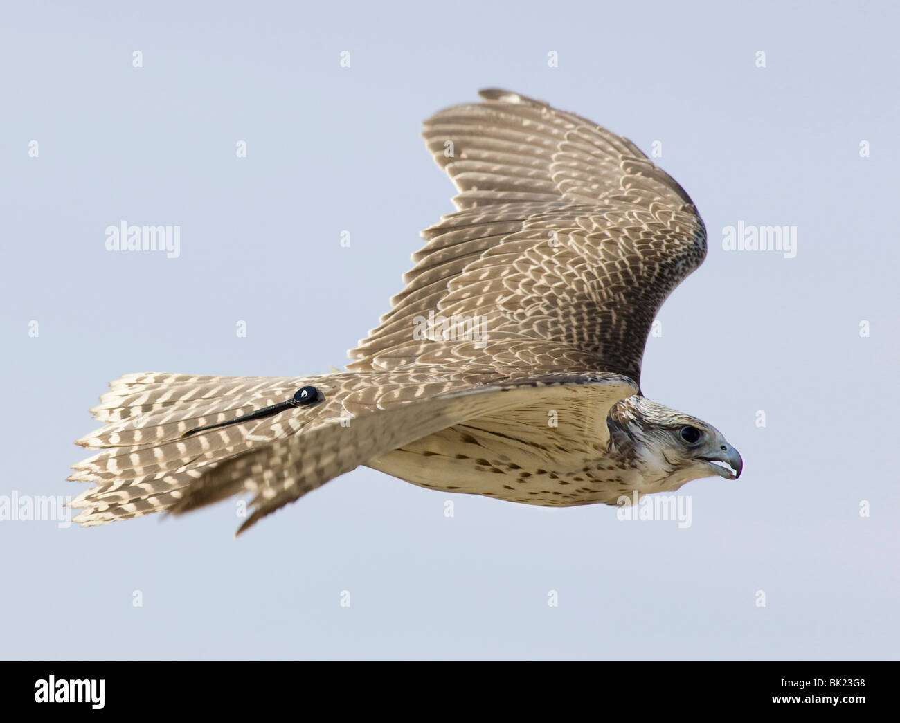 Tracking device hi-res stock photography and images - Alamy