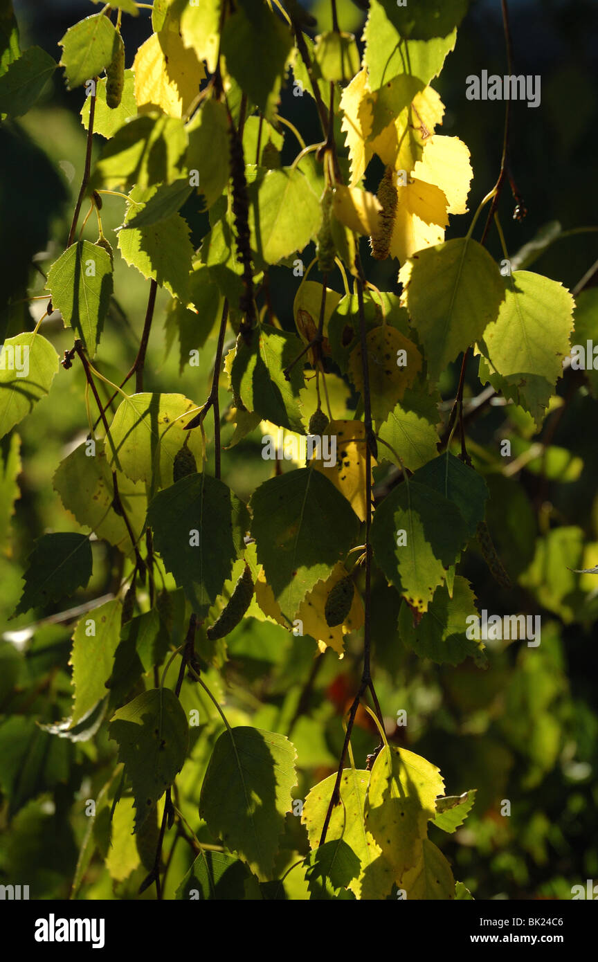 Summer shade hi-res stock photography and images - Alamy