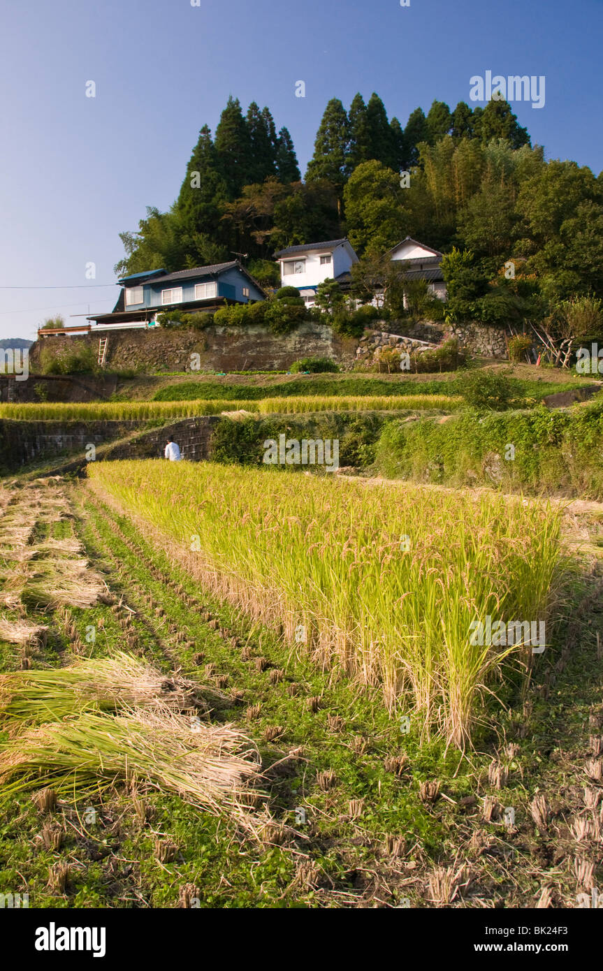 Man harvesting rice by machine in small terraced rice fields near Oita ...