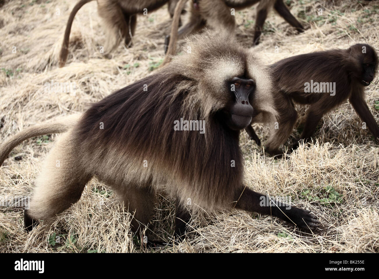 Africa African Baboon Ethiopia Ethiopian Gelada Stock Photo - Alamy