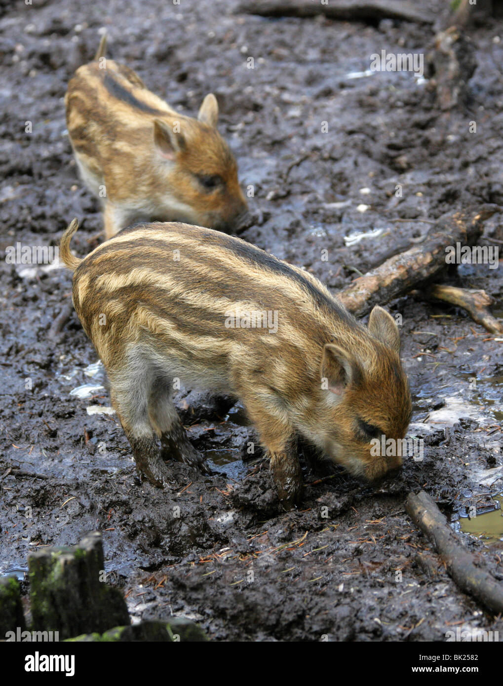 European Wild Boar Piglets, Sus scrofa scrofa, Suidae, Playing in the ...