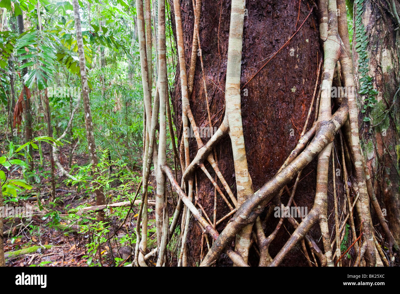 The Daintree rainforest in the North of Queensland, Australia Stock ...
