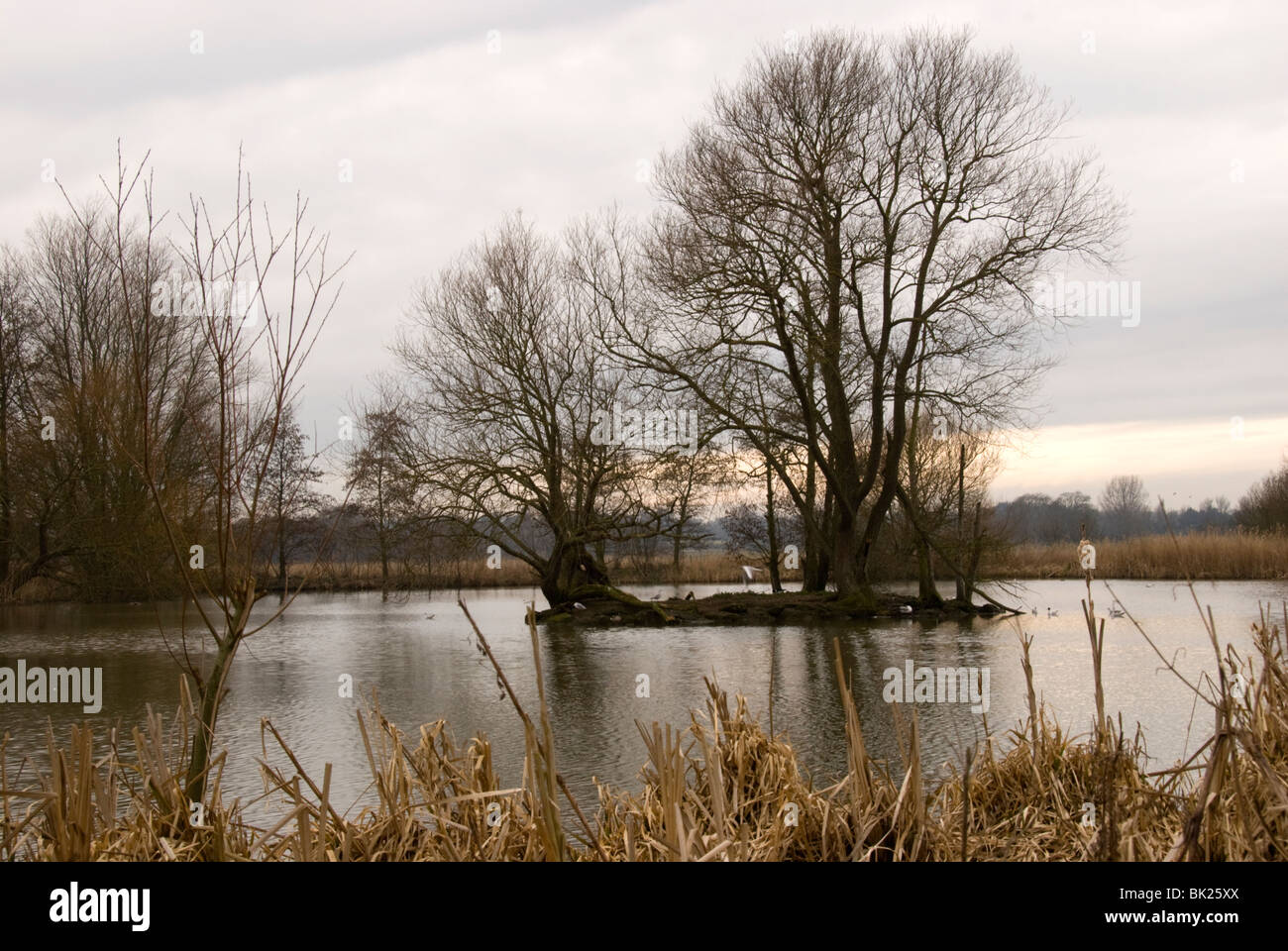 Island in lake, Suffolk Stock Photo - Alamy