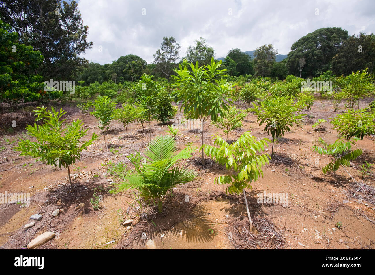 Carbon offset planting High Resolution Stock Photography and Images - Alamy