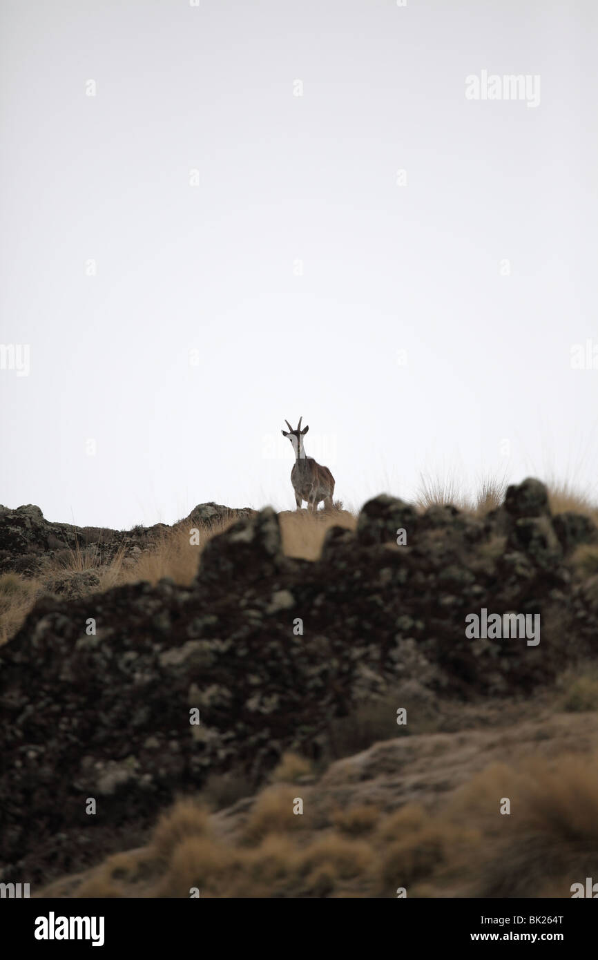 Simien lodge hi-res stock photography and images - Alamy