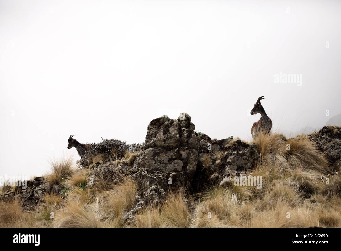 Simien lodge hi-res stock photography and images - Alamy