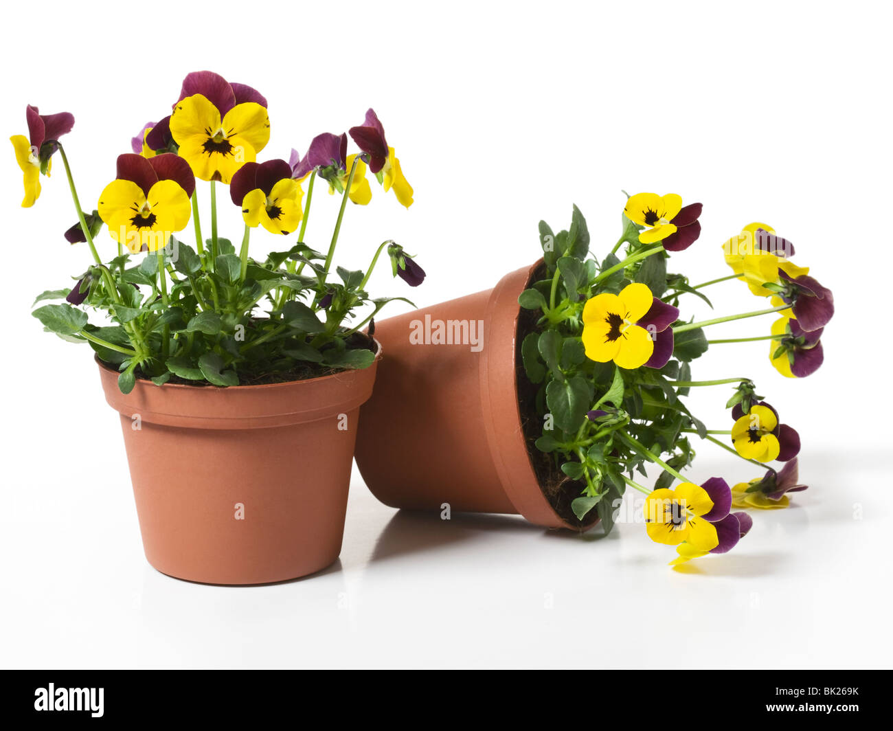 Two Flower Pots with Yellow Pansies on White Background Stock Photo - Alamy