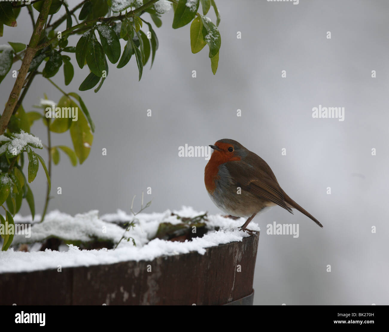 Barrel planter hi-res stock photography and images - Alamy