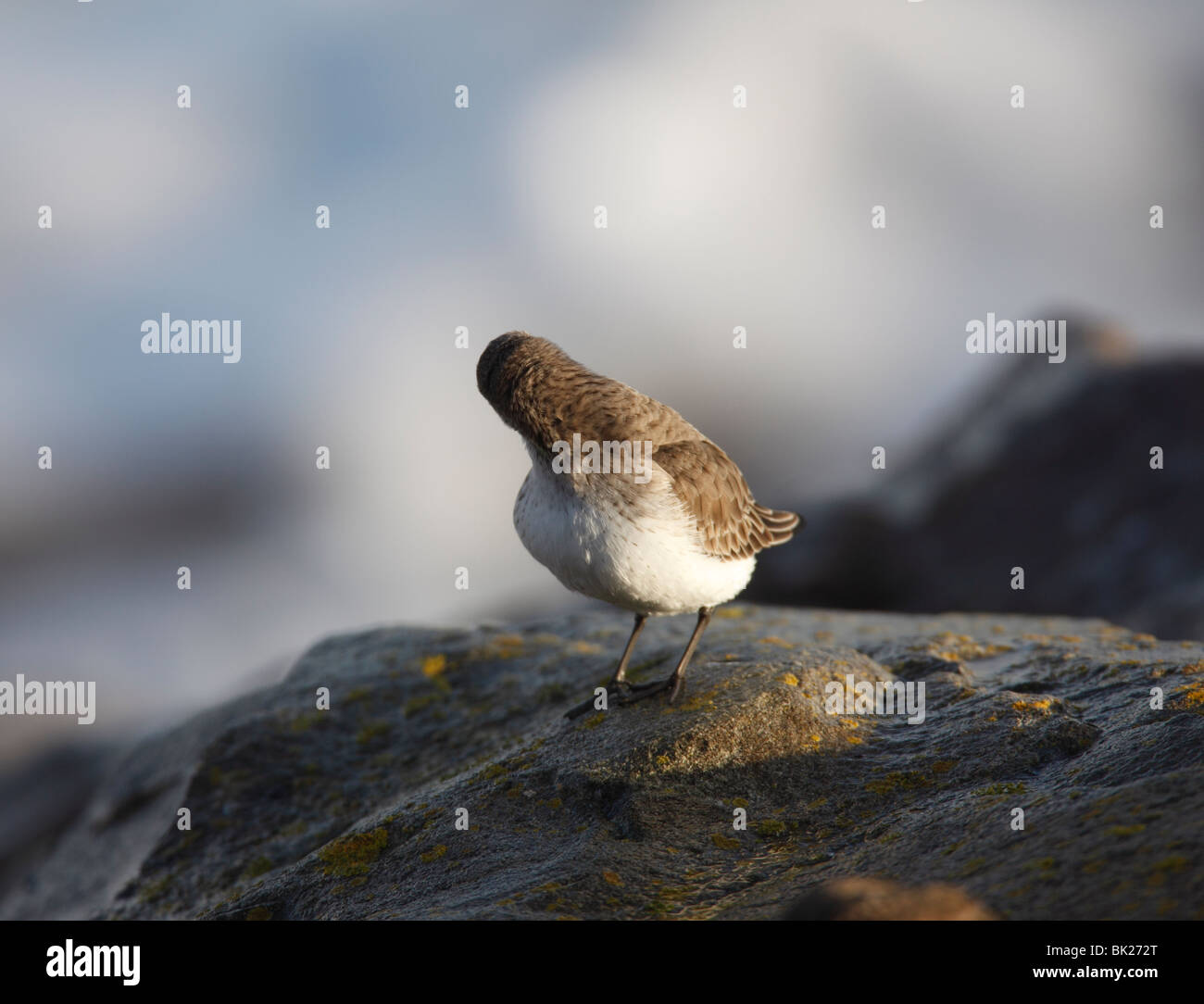Preening on rock hi-res stock photography and images - Alamy