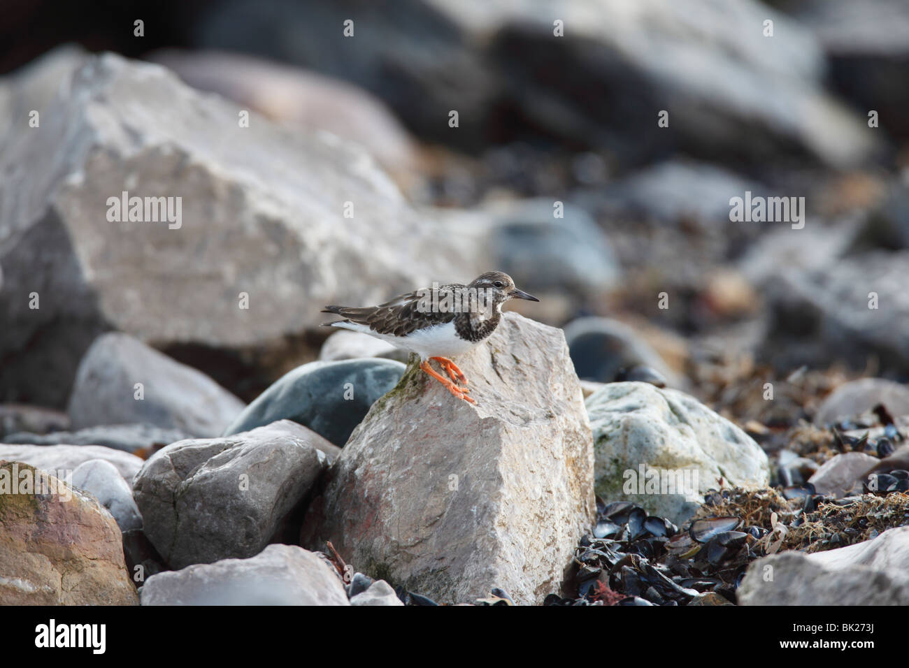 Turnstone (Arenaria interpres) perching on rock side view Stock Photo ...