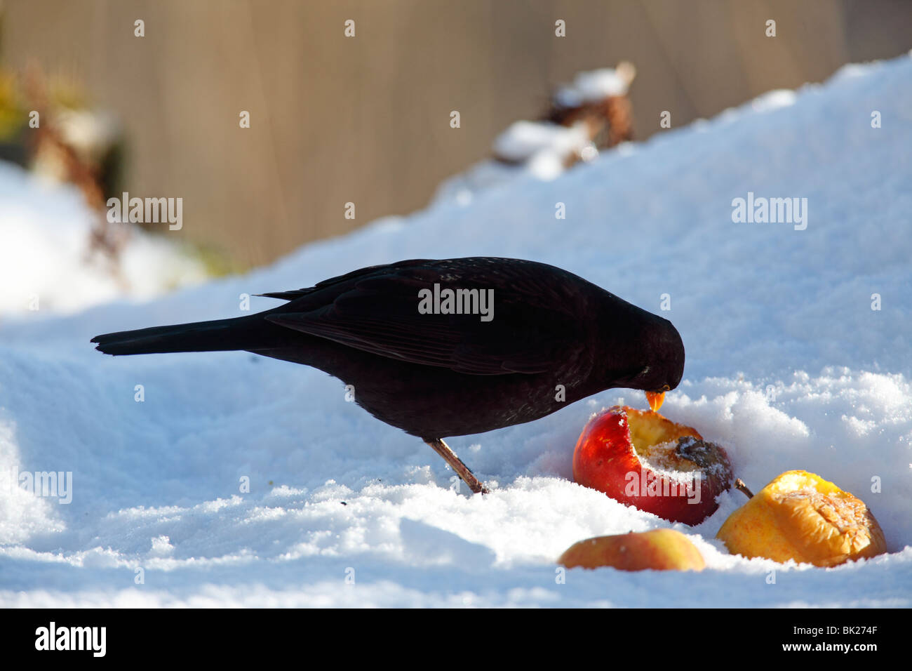 Blackbird eating apple hi-res stock photography and images - Alamy