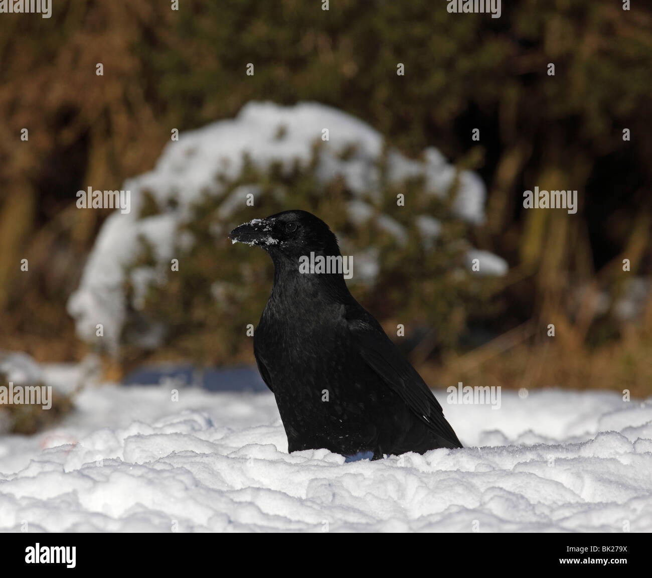 Carrion crow (Corvus corone) standing in snow front view Stock Photo ...