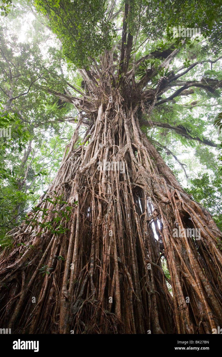 Types Of Trees In Daintree Rainforest at Jon Lefebre blog