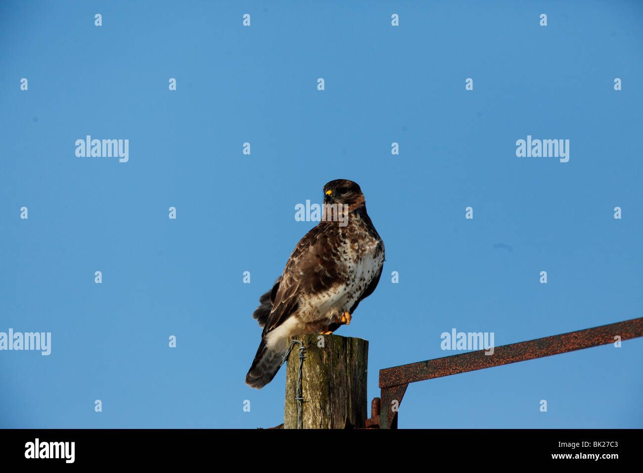 Perching buzzard hi-res stock photography and images - Alamy