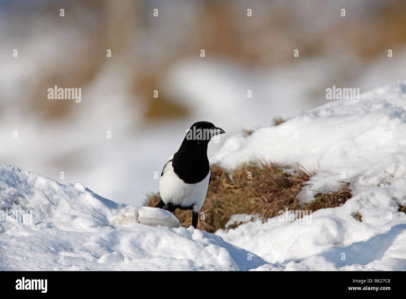 Magpie (Pica pica) perching in snow Stock Photo - Alamy