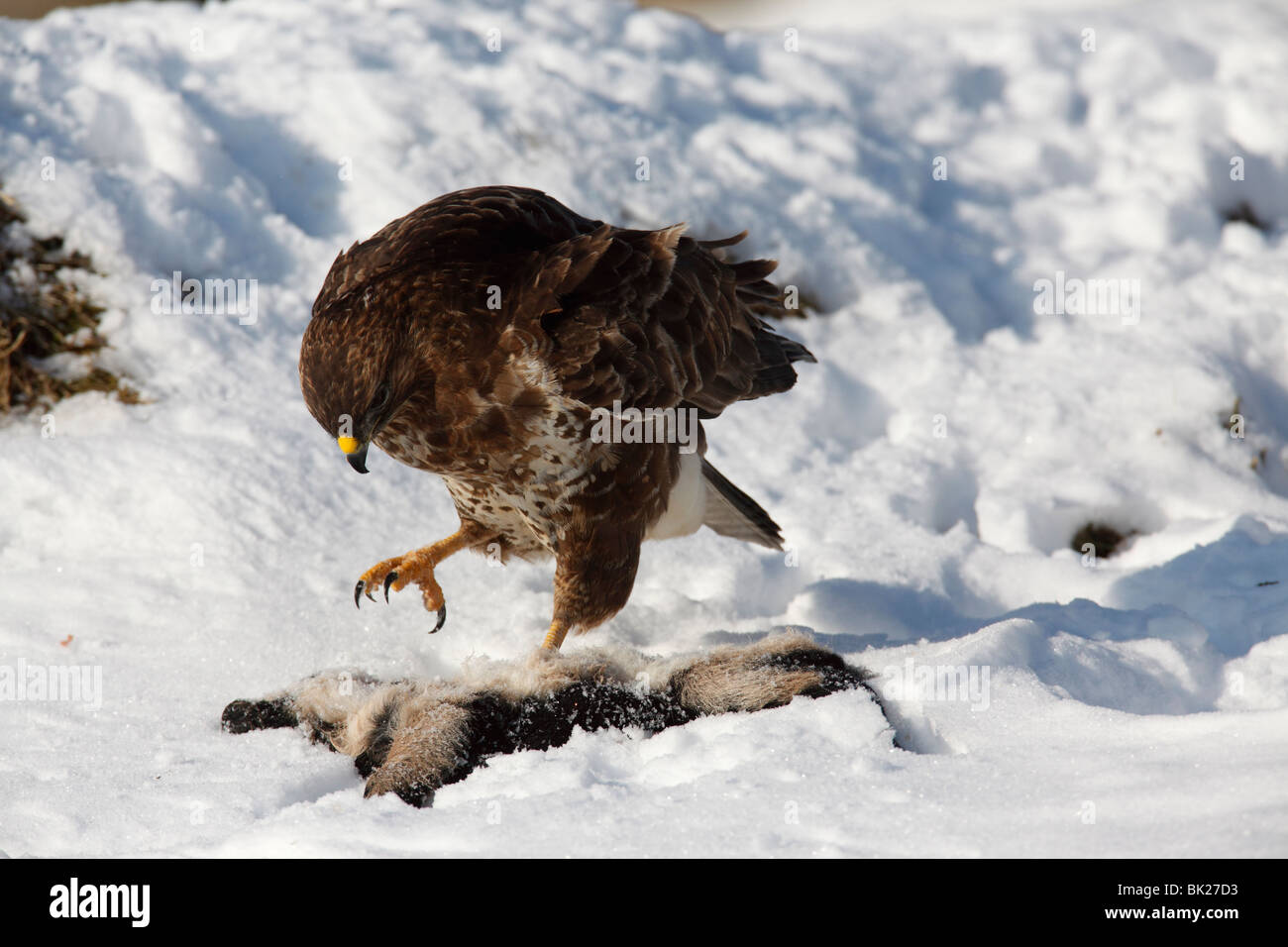 Dead Buzzard High Resolution Stock Photography and Images - Alamy