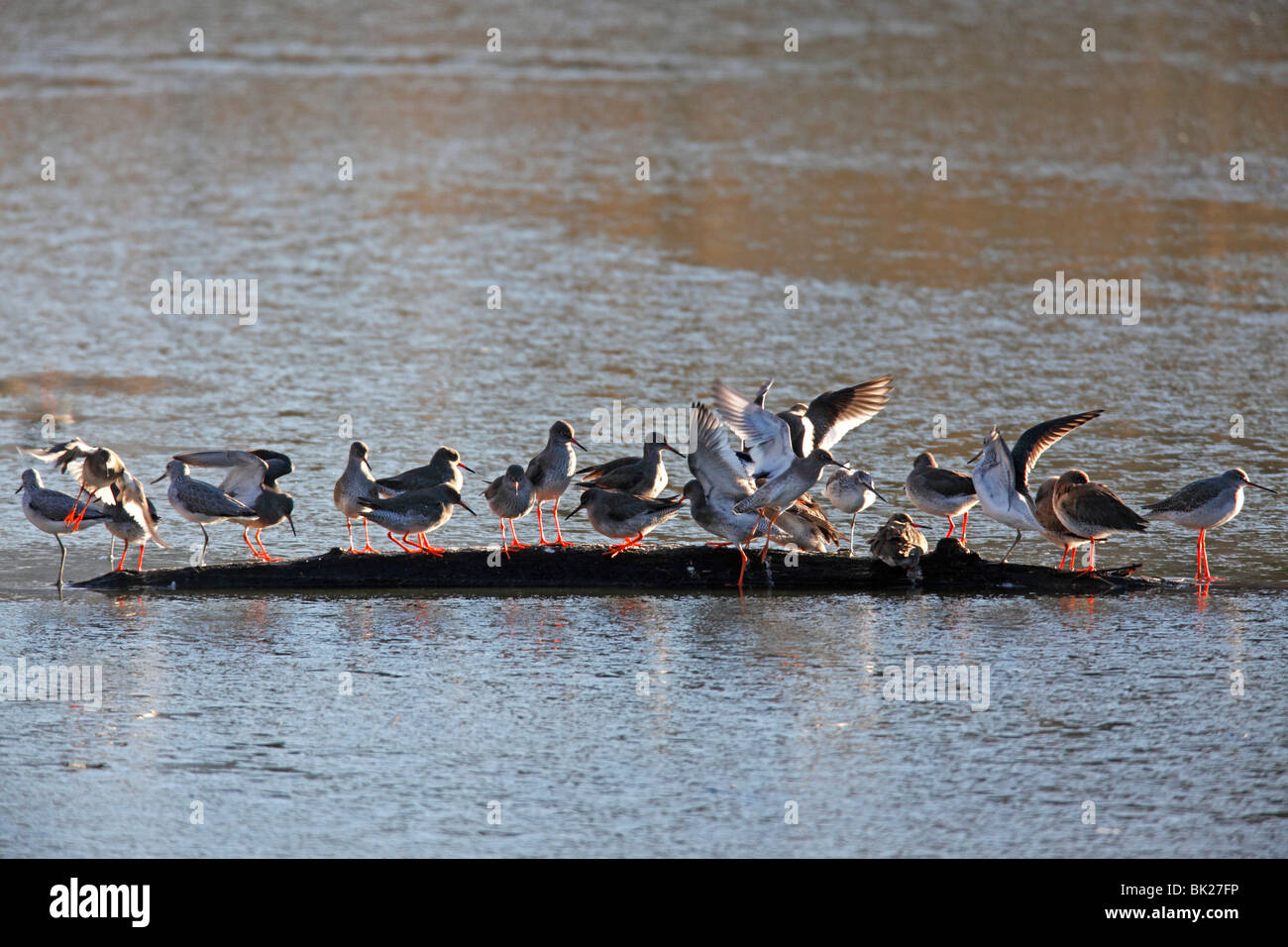Log landing hi-res stock photography and images - Alamy