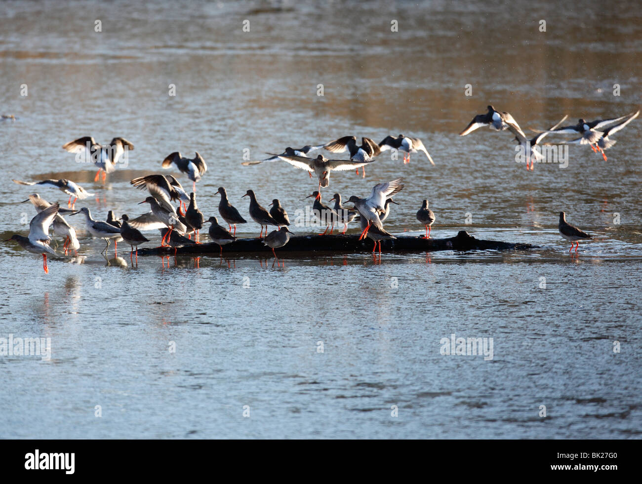 Log landing hi-res stock photography and images - Alamy
