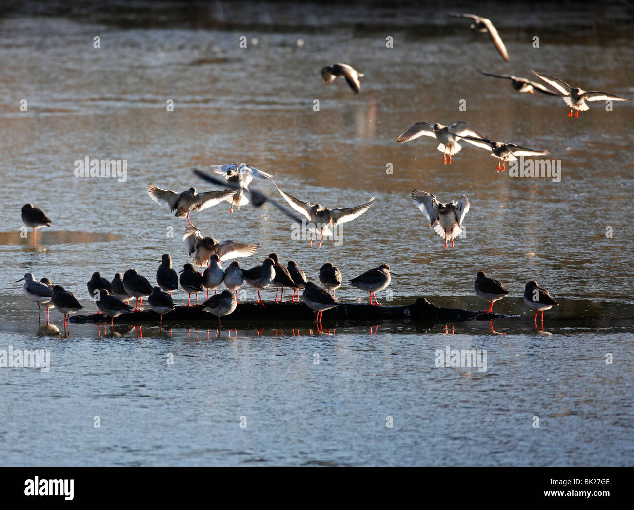 Log landing hi-res stock photography and images - Alamy