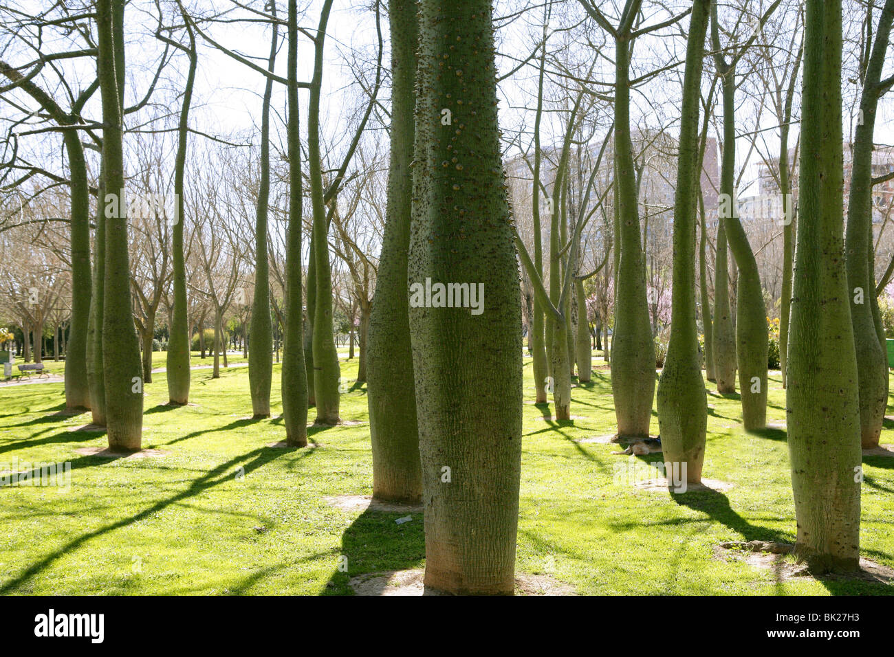 Ceiba tree city garden in Valencia Spain Stock Photo - Alamy